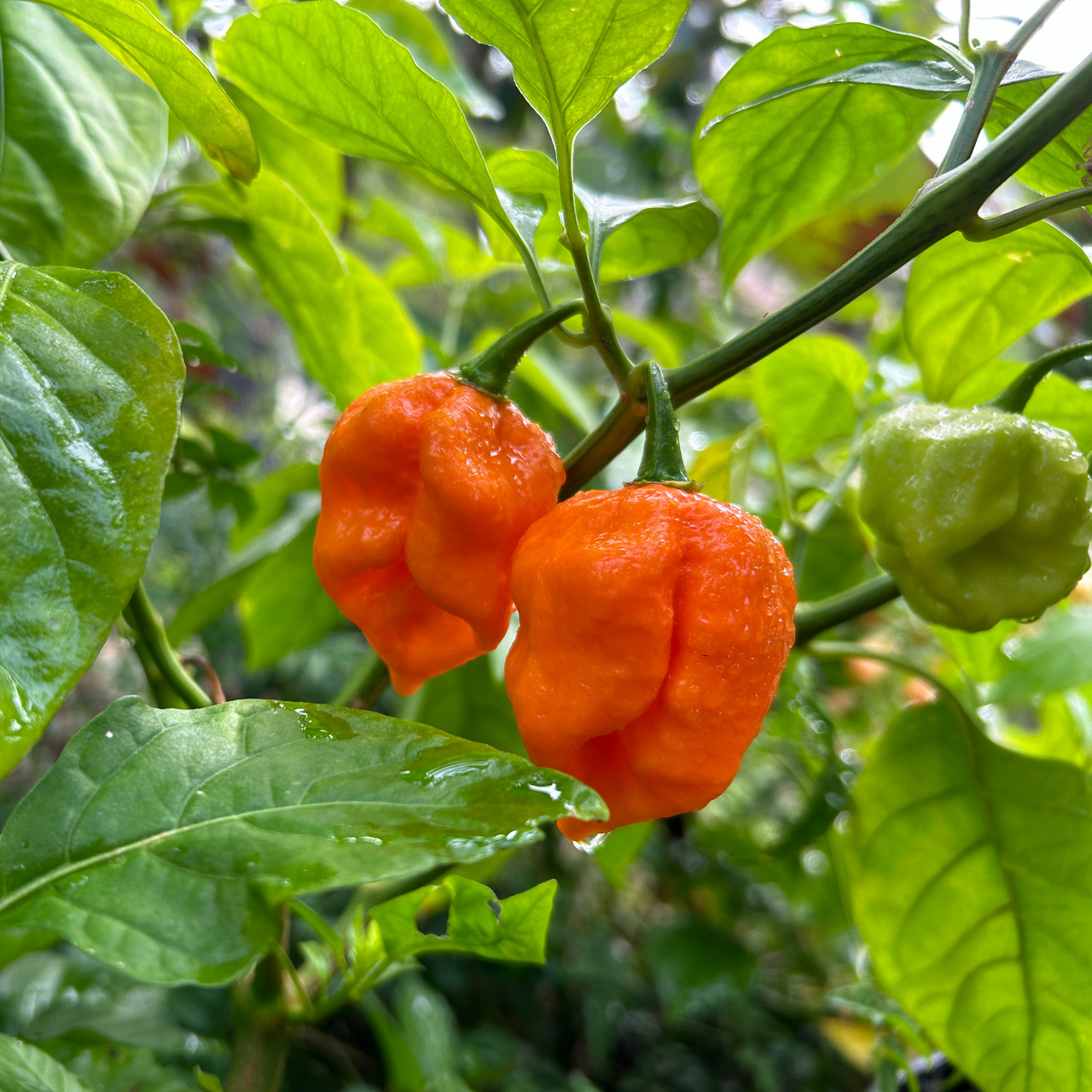 Orange 7 Pot Pepper Seeds | Tyler Farms