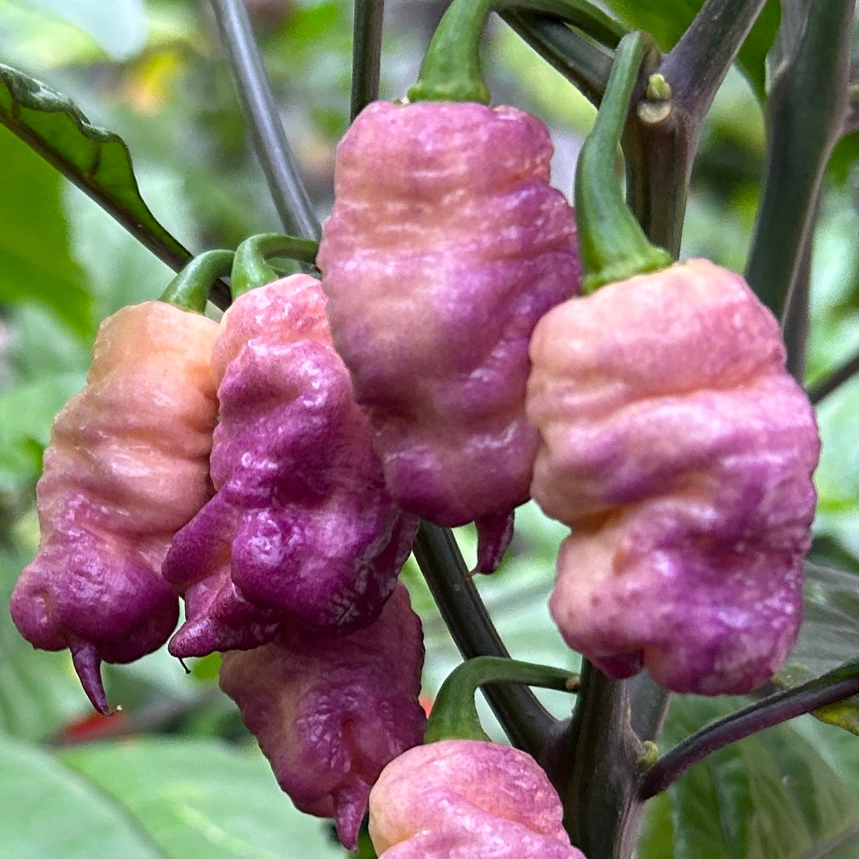 Reaper Pink Peach Peach Pepper Seeds | Tyler Farms