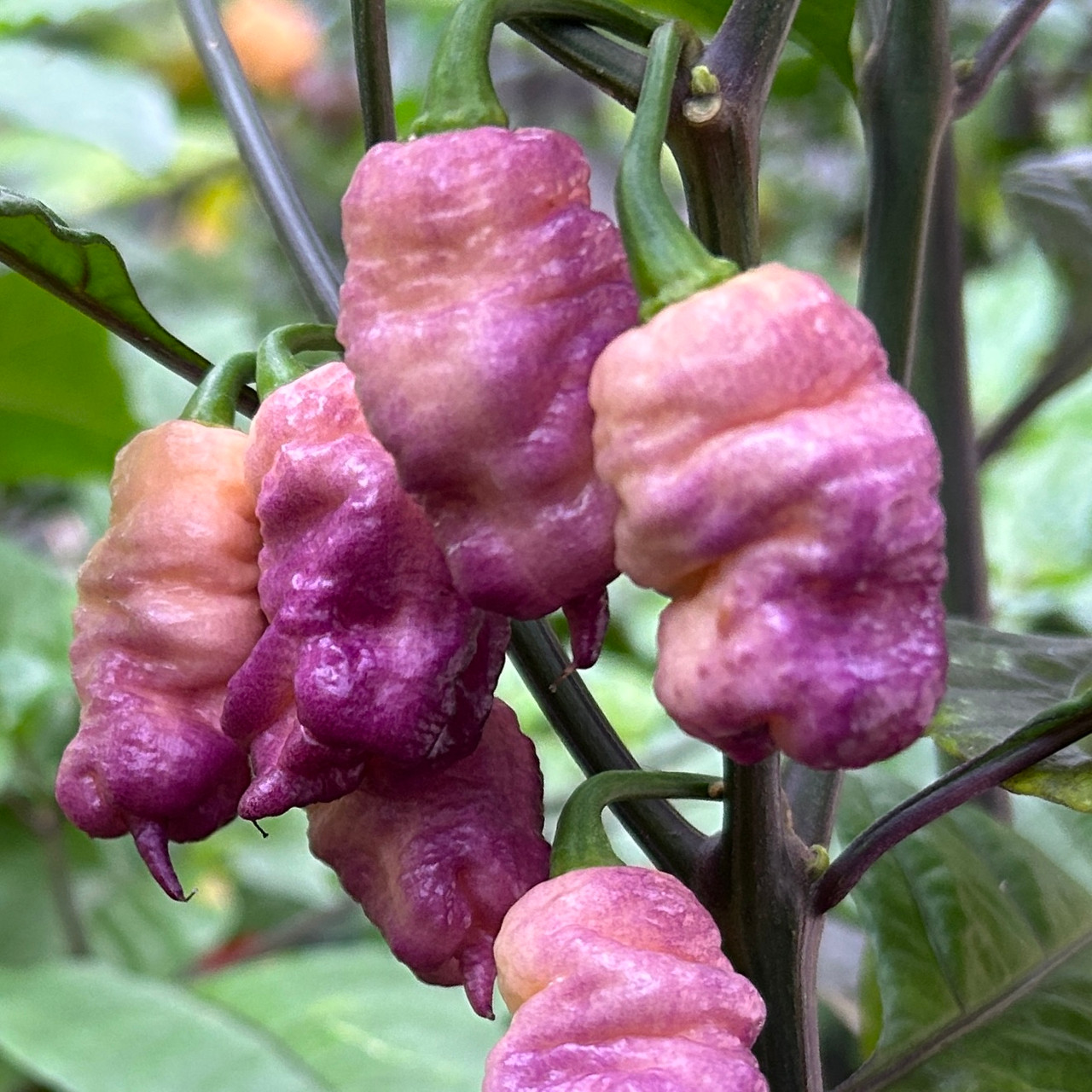 Reaper Pink Peach Peach Pepper Seeds | Tyler Farms