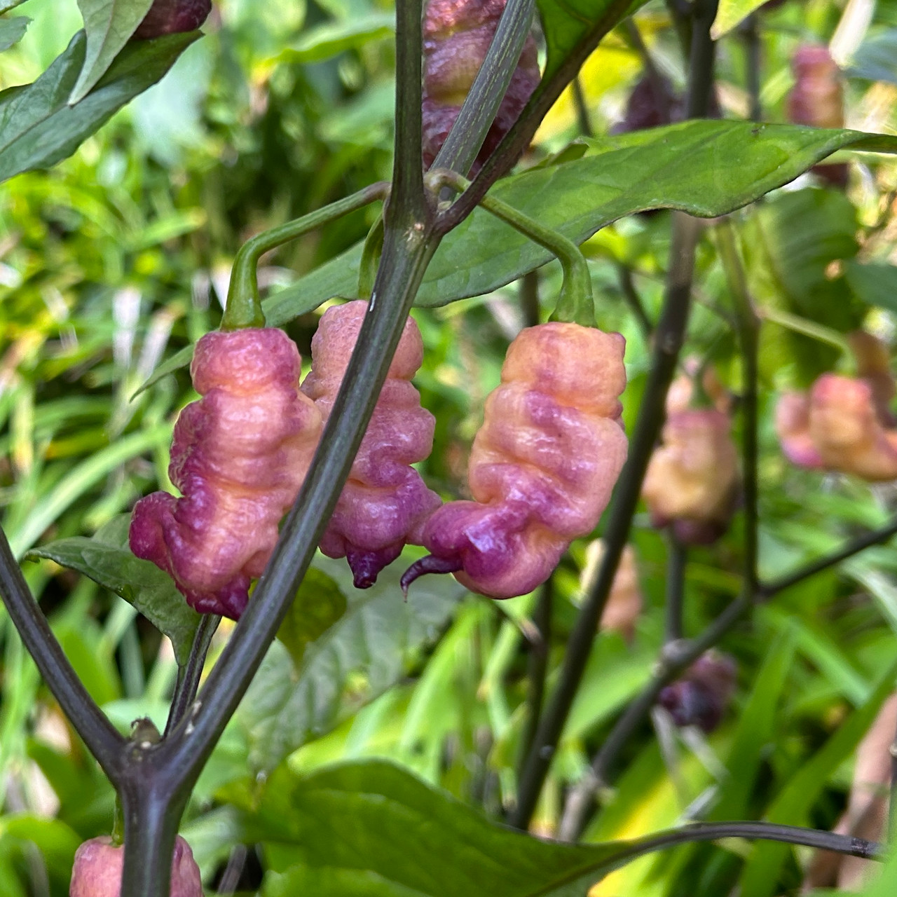 Reaper Pink Peach Peach Pepper Seeds | Tyler Farms