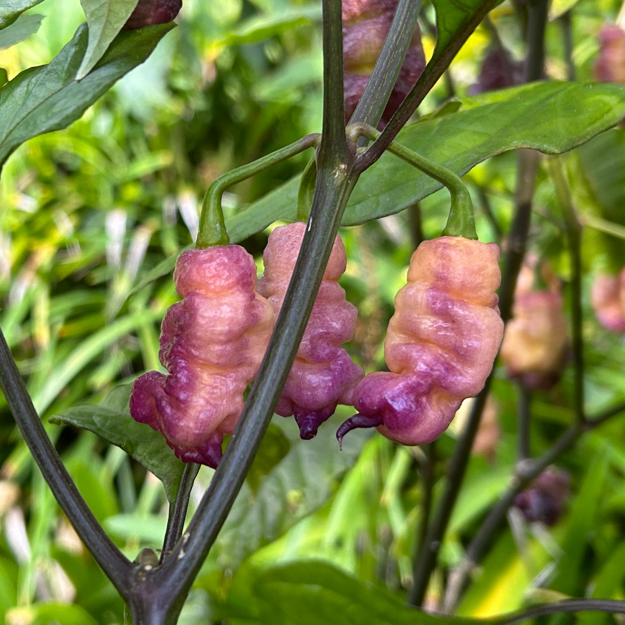Reaper Pink Peach Peach Pepper Seeds | Tyler Farms