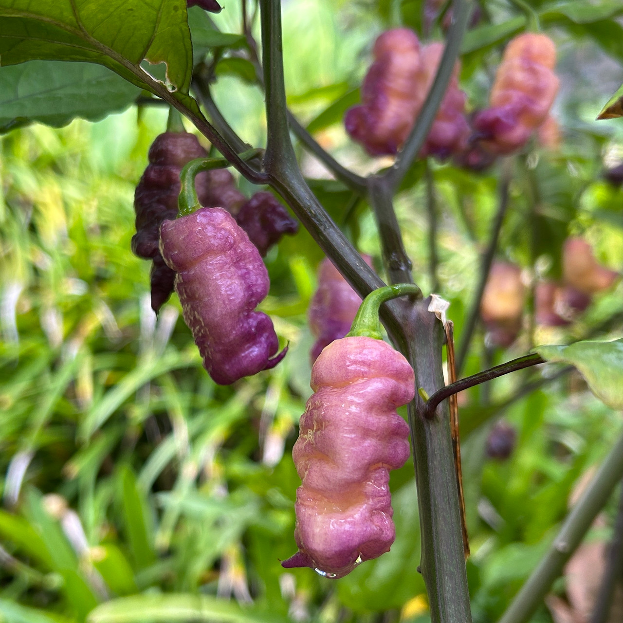 Reaper Pink Peach Peach Pepper Seeds | Tyler Farms