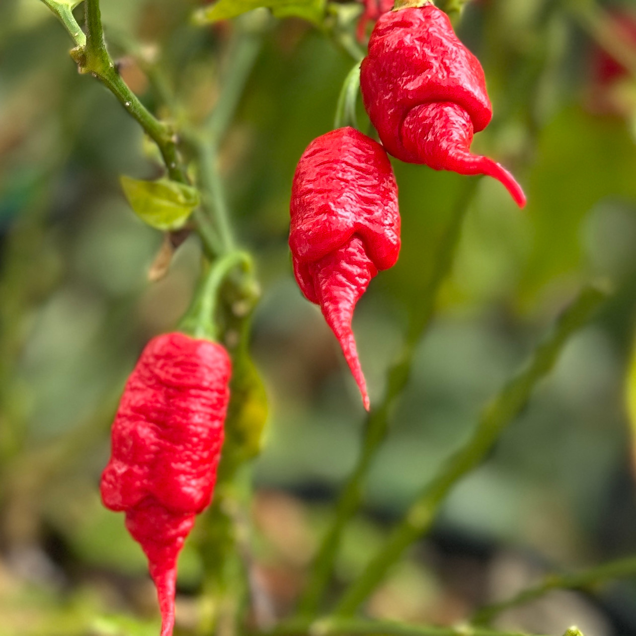 Poison Tail Pepper Seeds | Tyler Farms