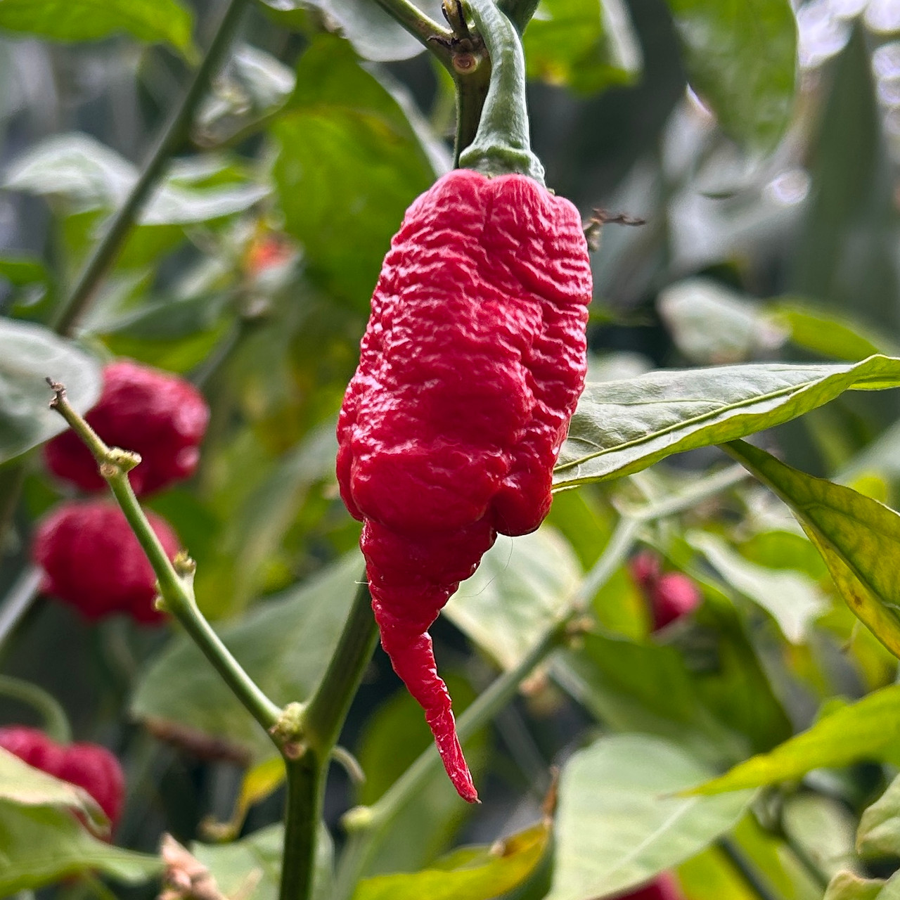 Poison Tail Pepper Seeds | Tyler Farms