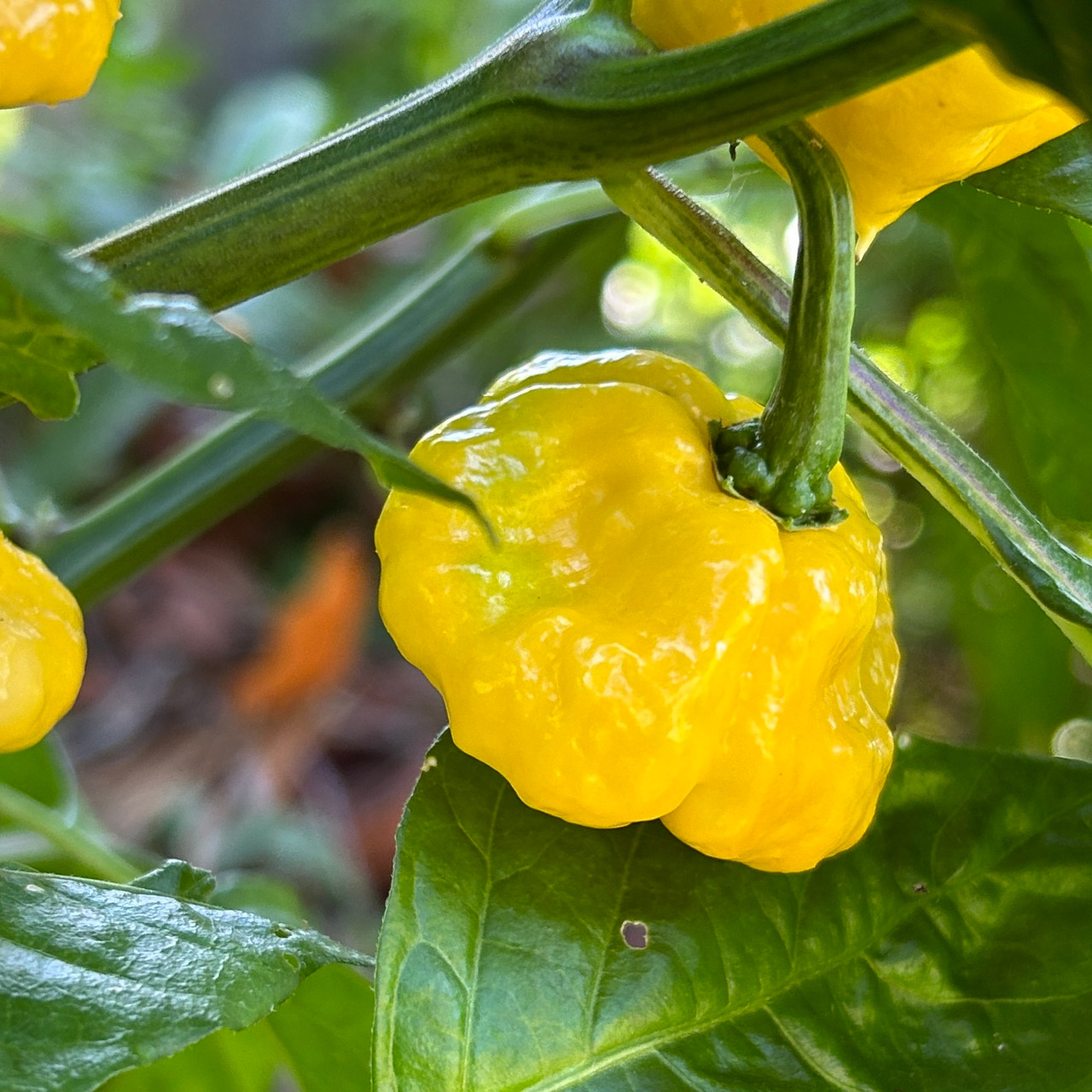 KS Lemon Starburst Pepper Seeds | Tyler Farms