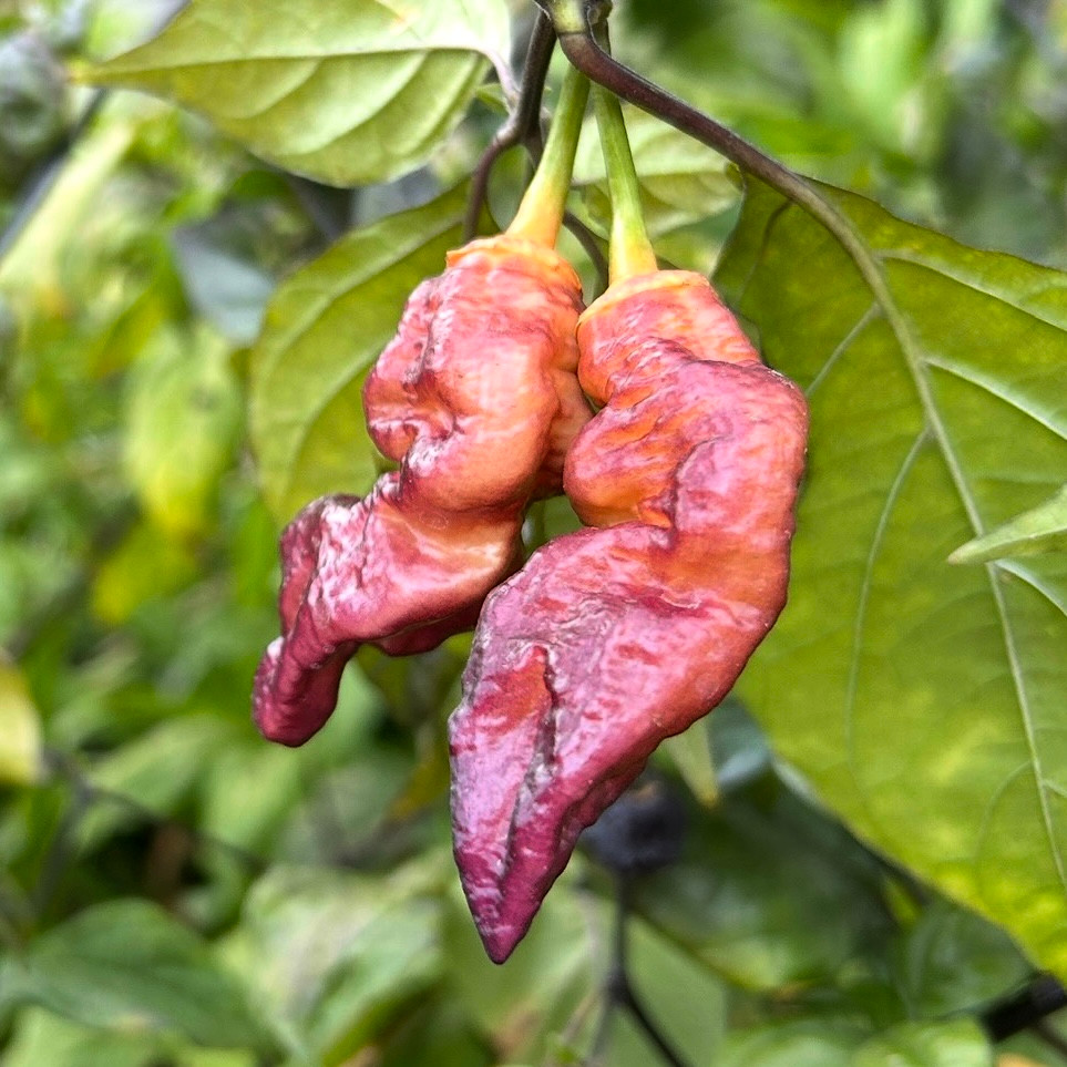 Jay's Pink Tiger Ghost Scorpion Pepper Seeds | Tyler Farms
