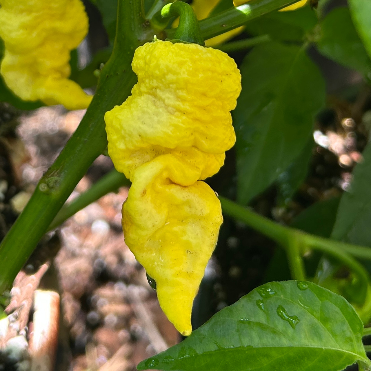 Lemon Ghost Pepper Seeds | Tyler Farms