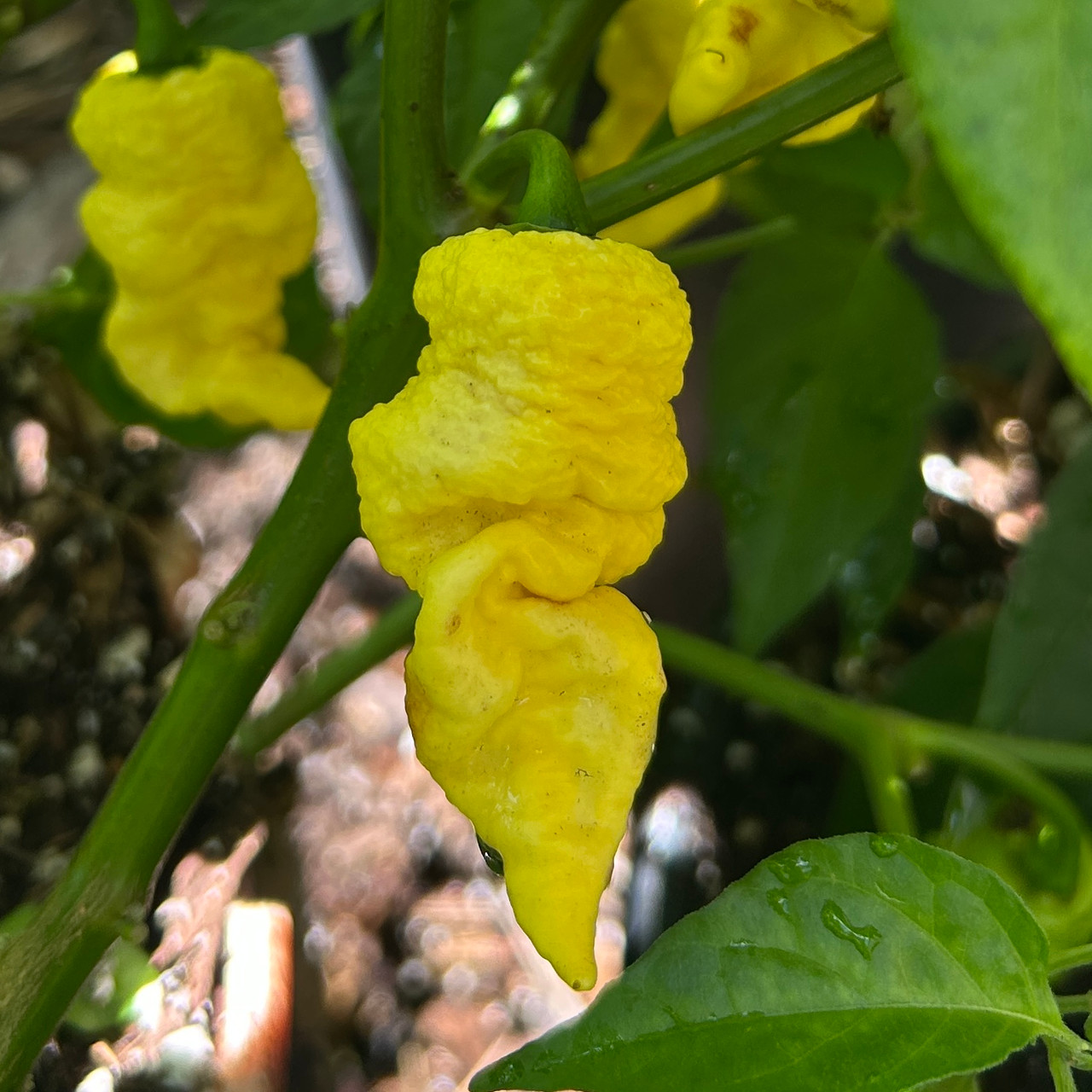 Lemon Ghost Pepper Seeds | Tyler Farms