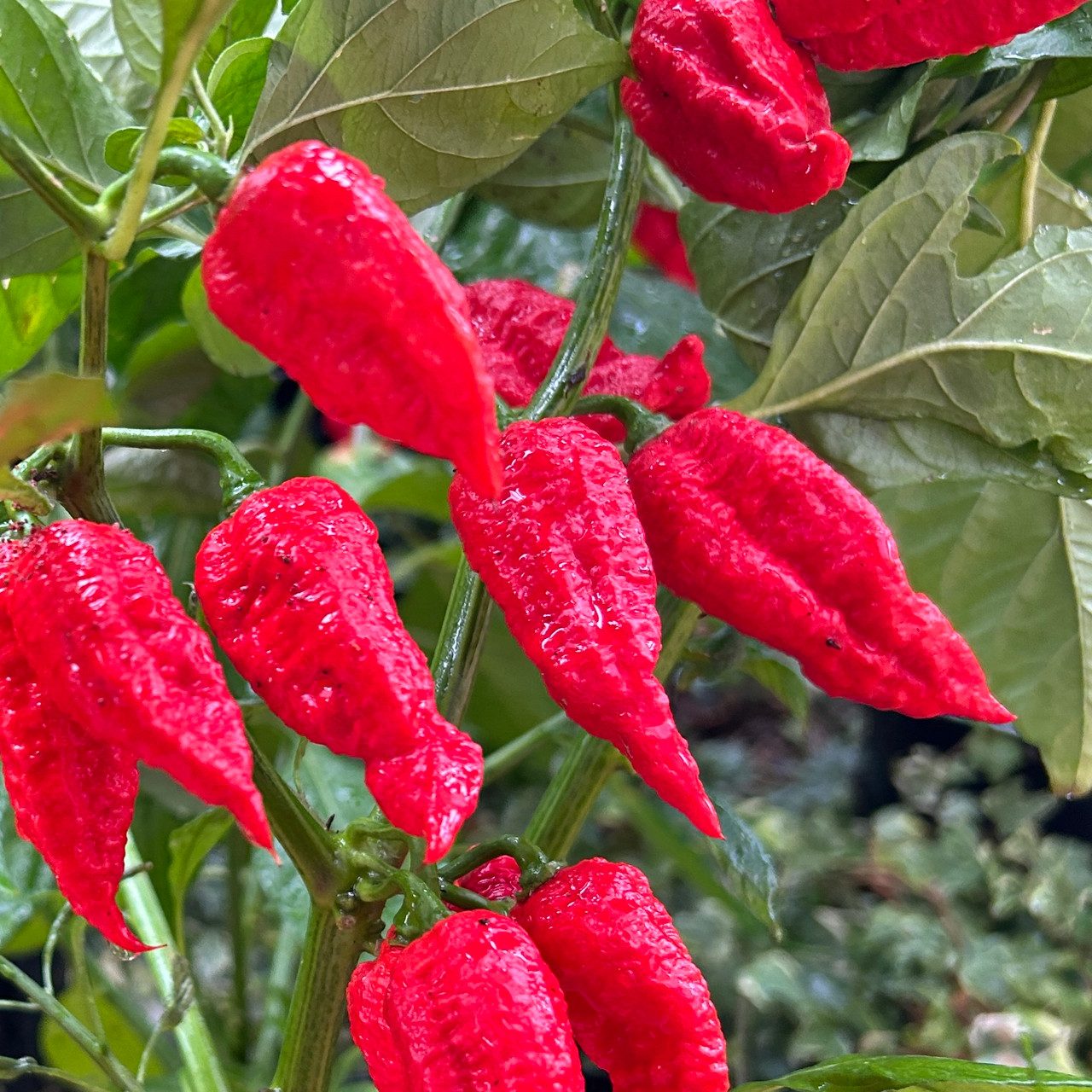 Ghost Breath Pepper Seeds | Tyler Farms