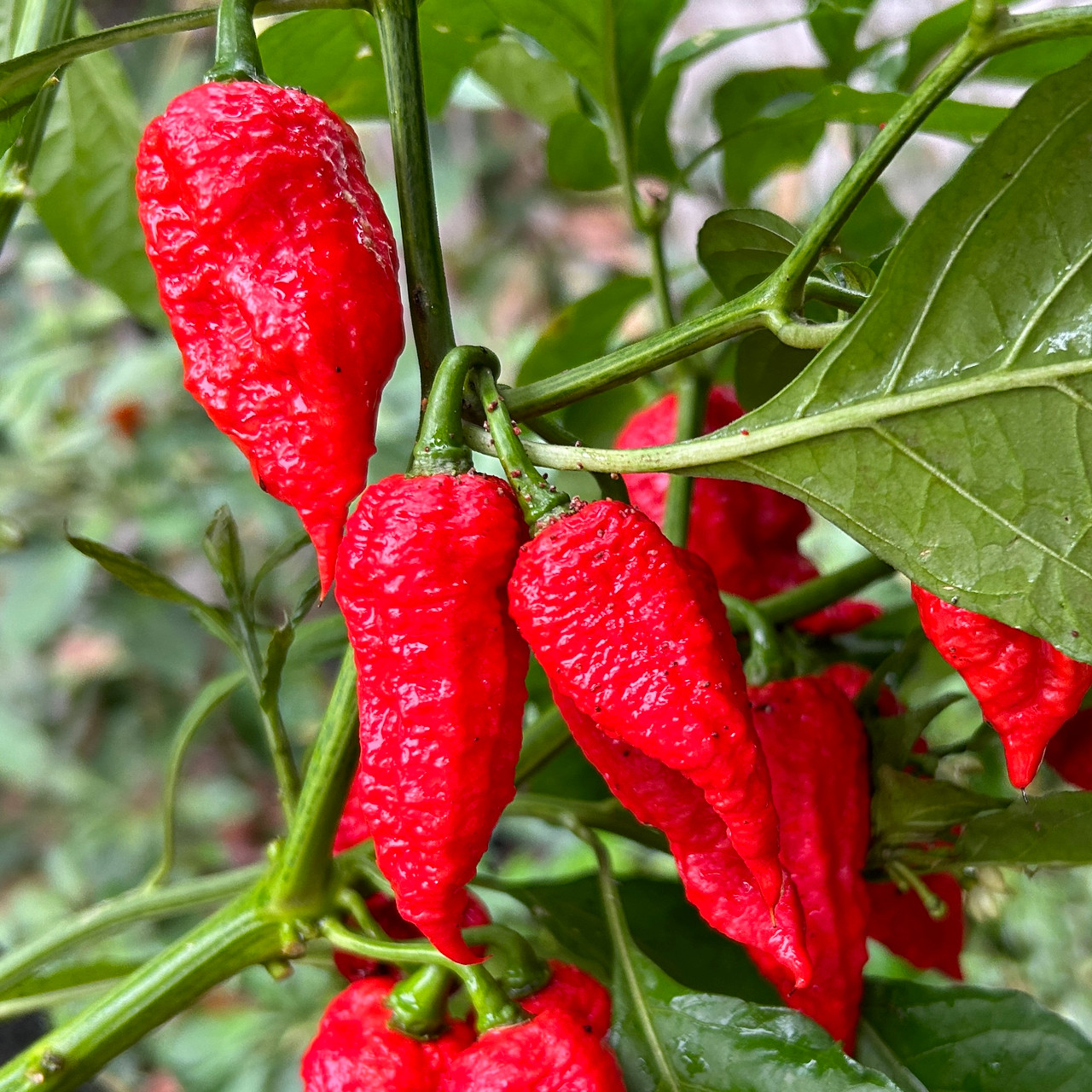 Ghost Breath Pepper Seeds | Tyler Farms