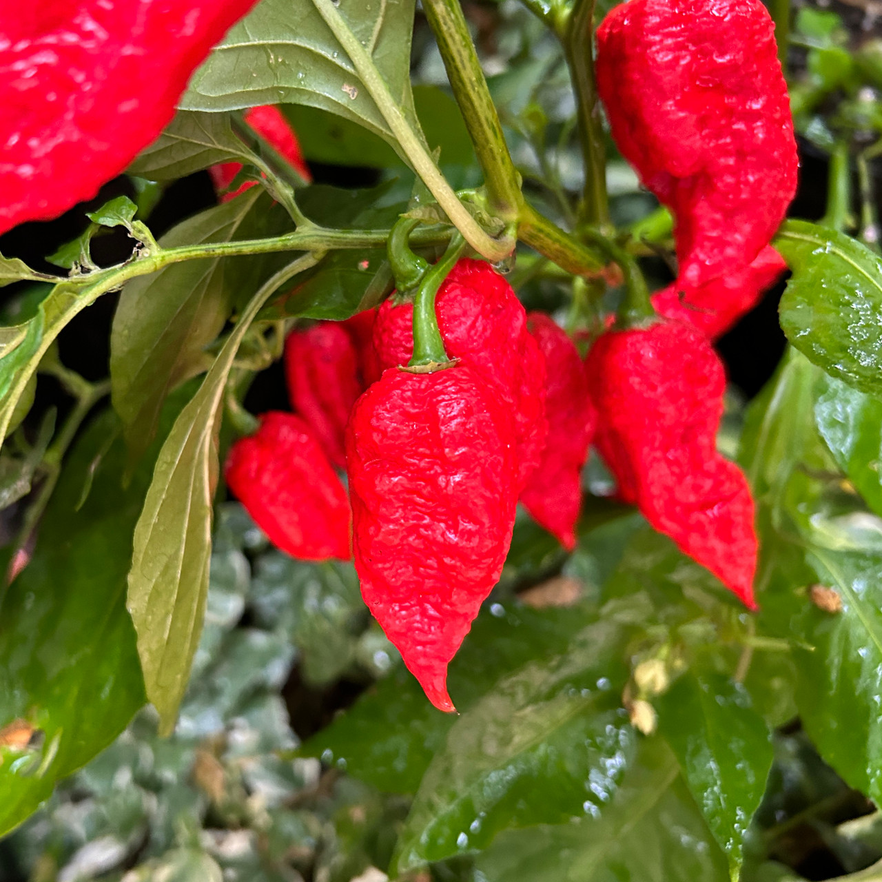 Ghost Breath Pepper Seeds | Tyler Farms