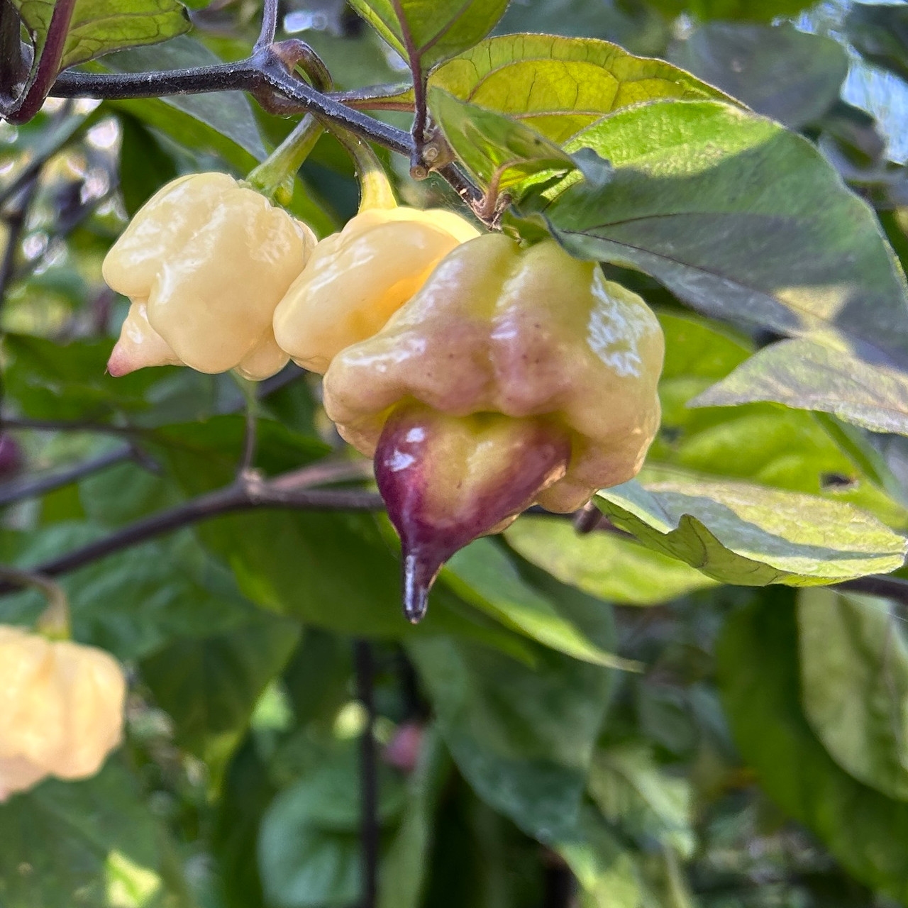 Jay's Pink Reaper Lemon Pepper Seeds | Tyler Farms