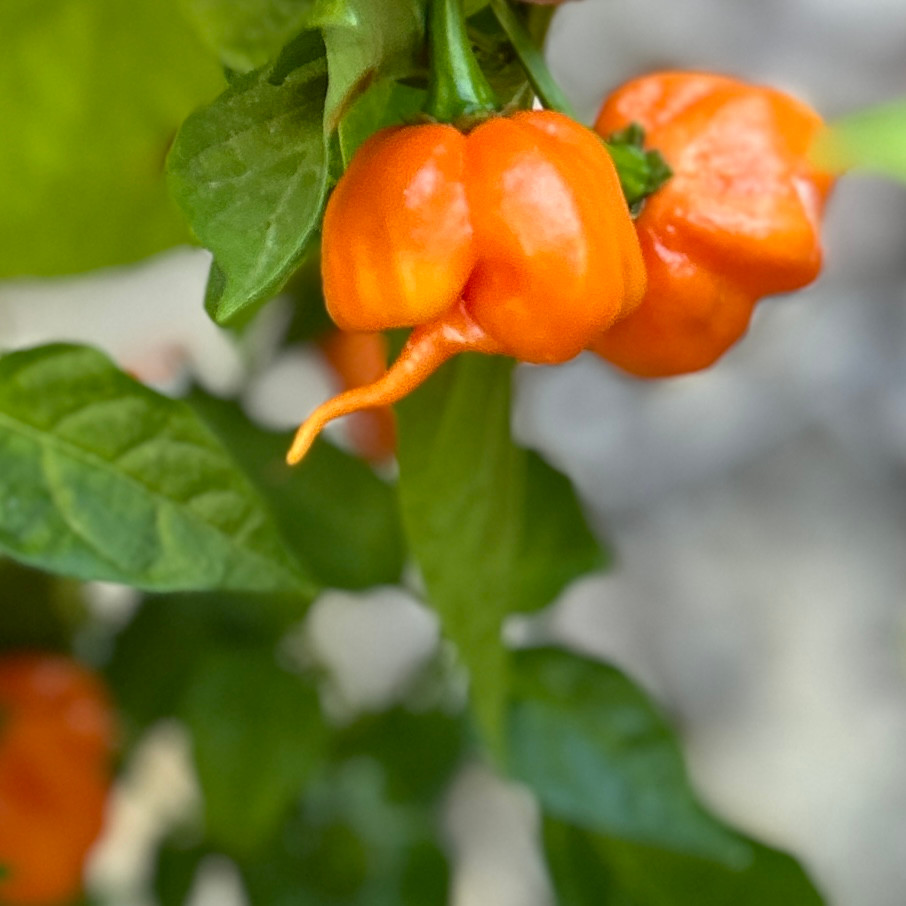 Orange Copperhead Pepper Live Plant | Tyler Farms