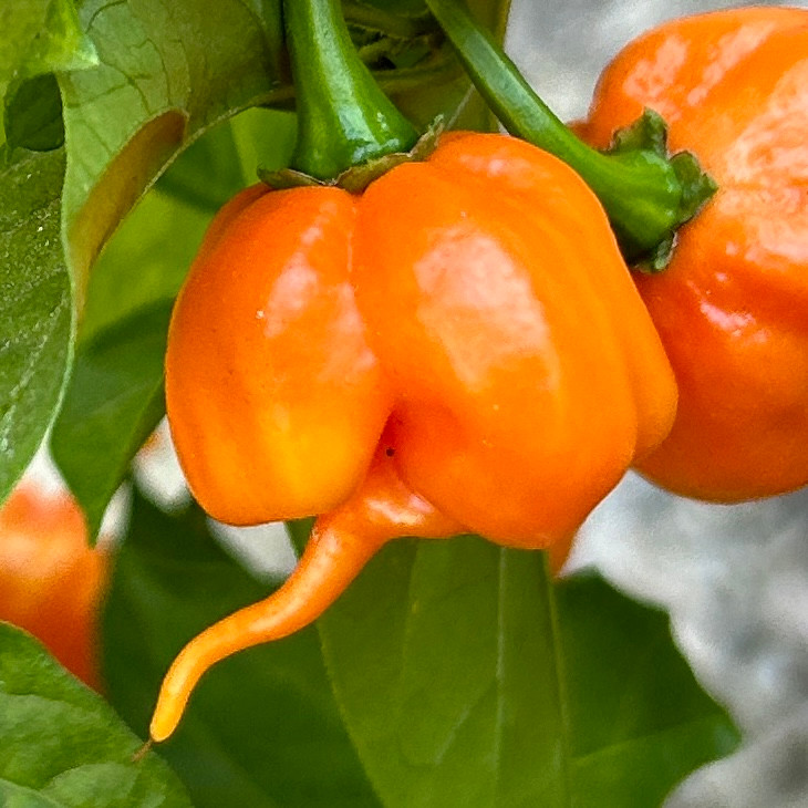 Orange Copperhead Pepper Live Plant | Tyler Farms