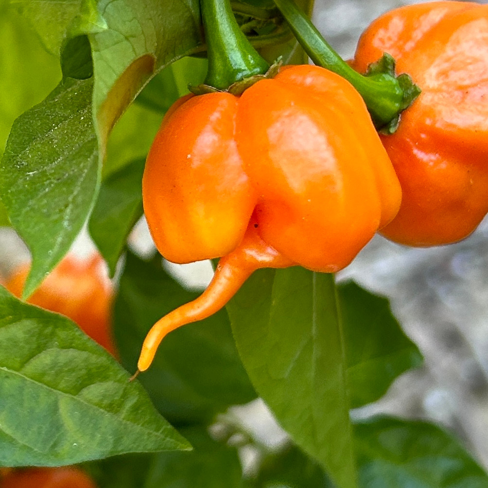 Orange Copperhead Pepper Live Plant | Tyler Farms