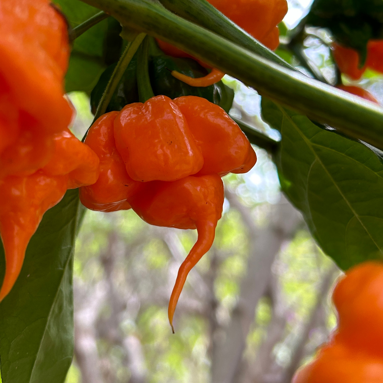 Orange Copperhead Pepper Live Plant | Tyler Farms