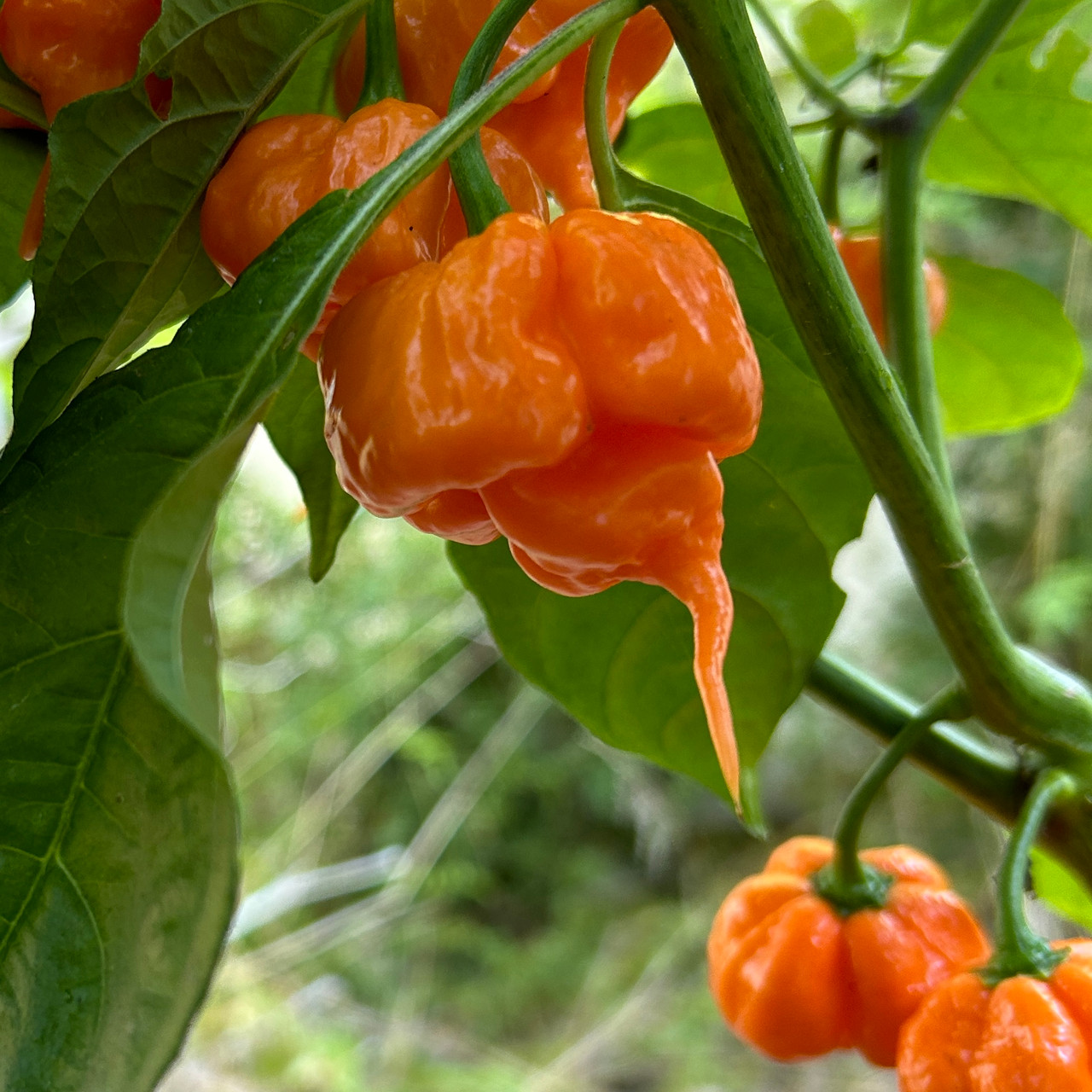 Orange Copperhead Pepper Live Plant | Tyler Farms