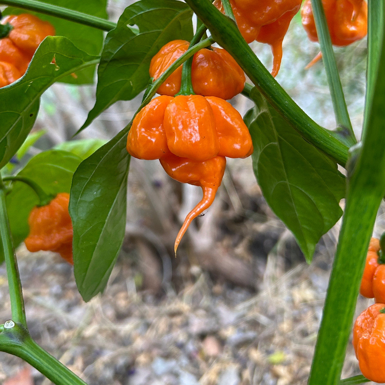 Orange Copperhead Pepper Live Plant | Tyler Farms
