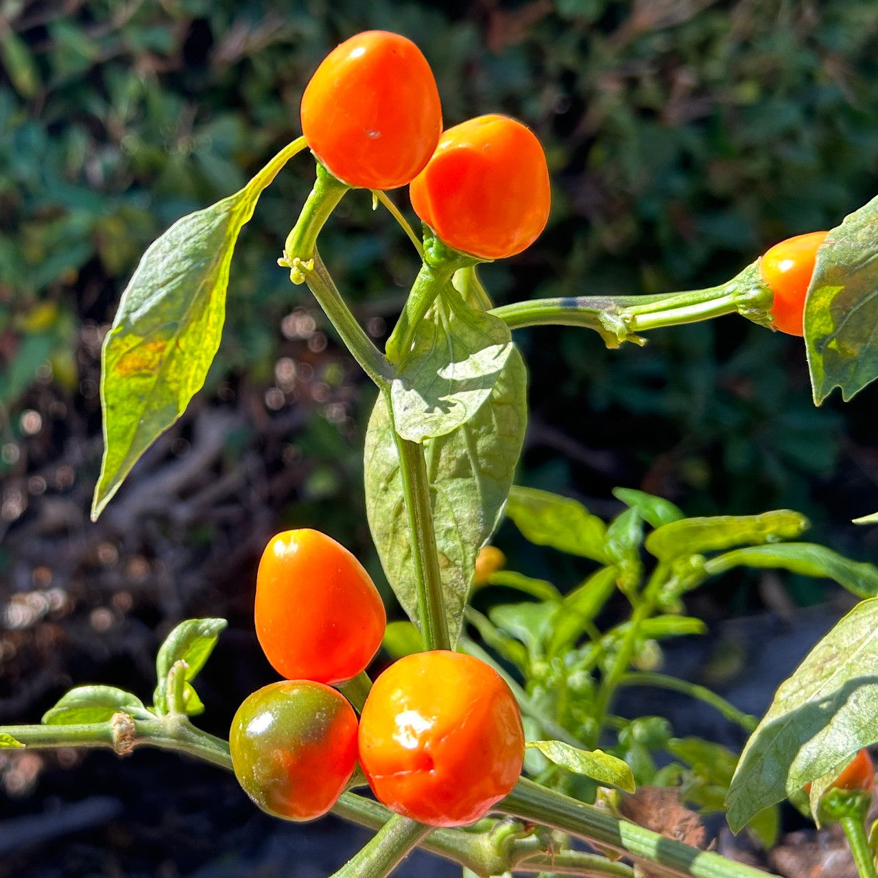 Orange Cherry Bomb Pepper Seeds | Tyler Farms