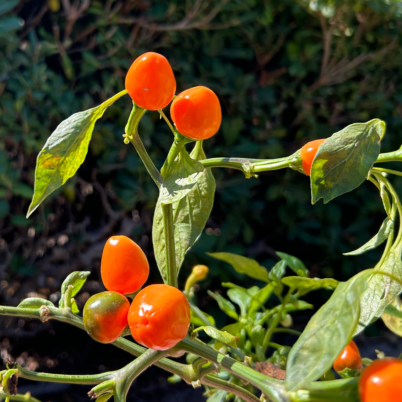 Orange Cherry Bomb Pepper Seeds | Tyler Farms