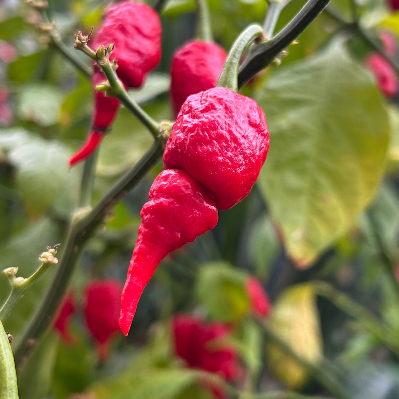 Poison Tail Pepper Live Plant | Tyler Farms
