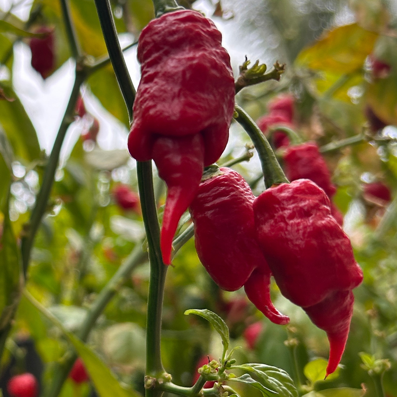 Poison Tail Pepper Live Plant | Tyler Farms