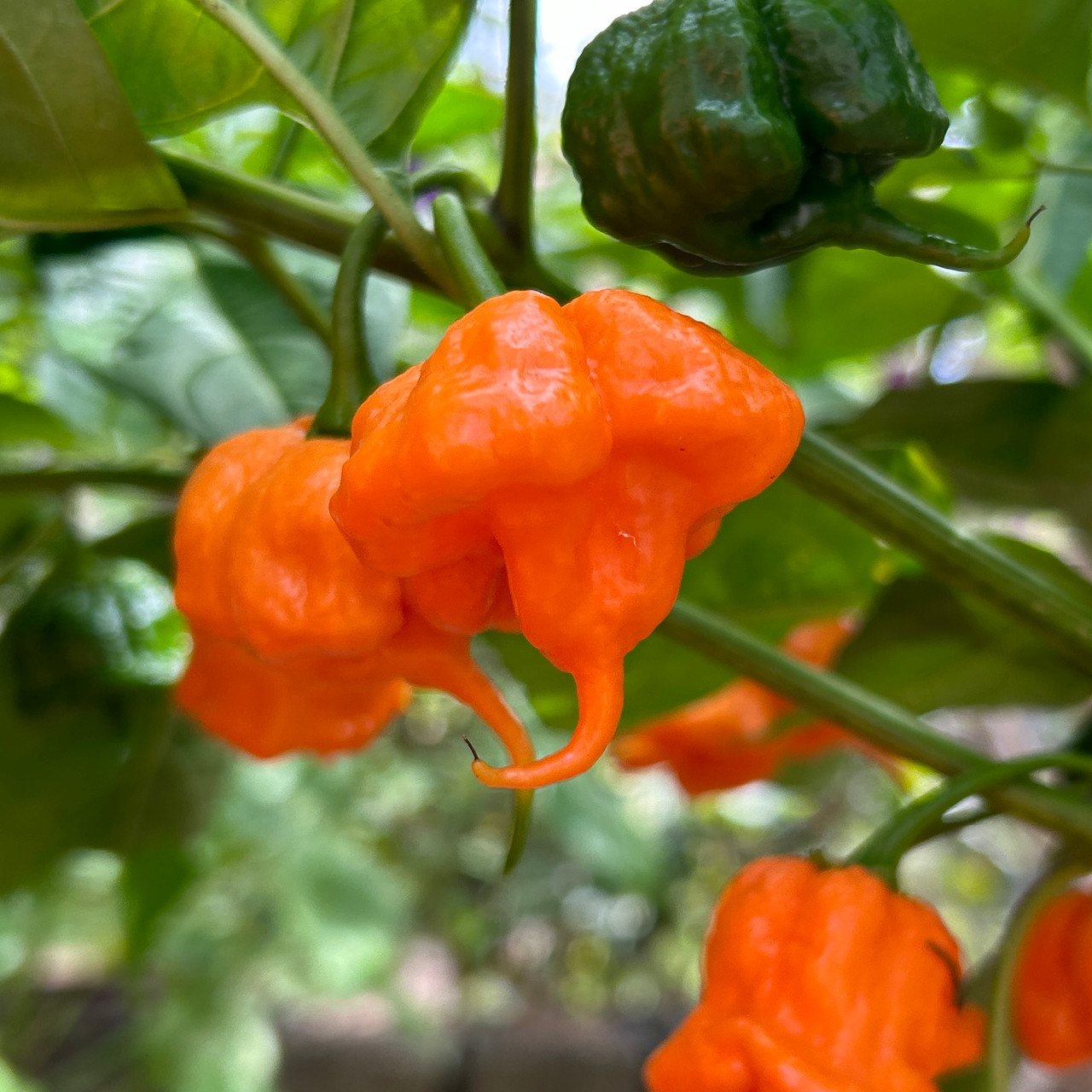 Orange Copperhead Pepper Seeds | Tyler Farms