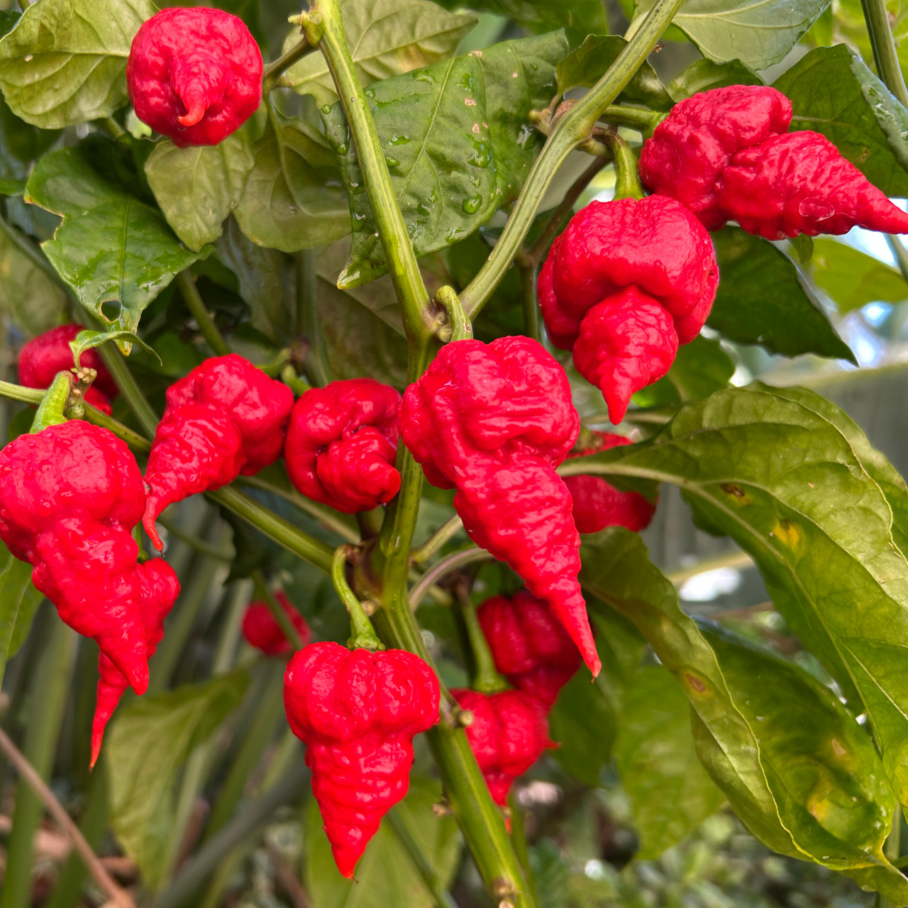 RB 003 Pepper Seeds | Tyler Farms