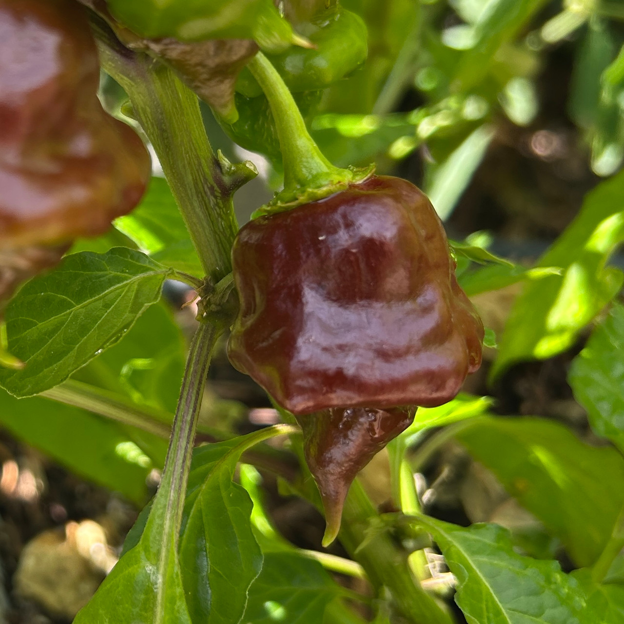 Chocolate Ripple Pepper Seeds | Tyler Farms