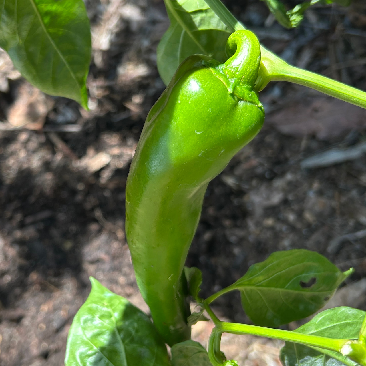 Pueblo Chile Pepper Seeds | Tyler Farms