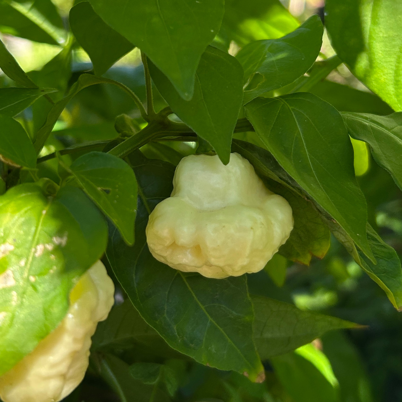 White Scotch Brain Pepper Seeds | Tyler Farms