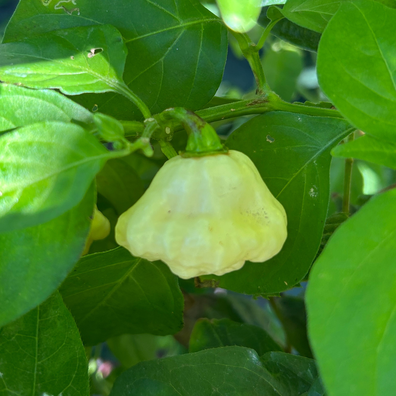 White Scotch Brain Pepper Seeds | Tyler Farms