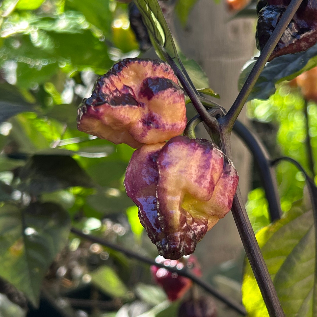 Pockmark Peach Pepper Seeds | Tyler Farms