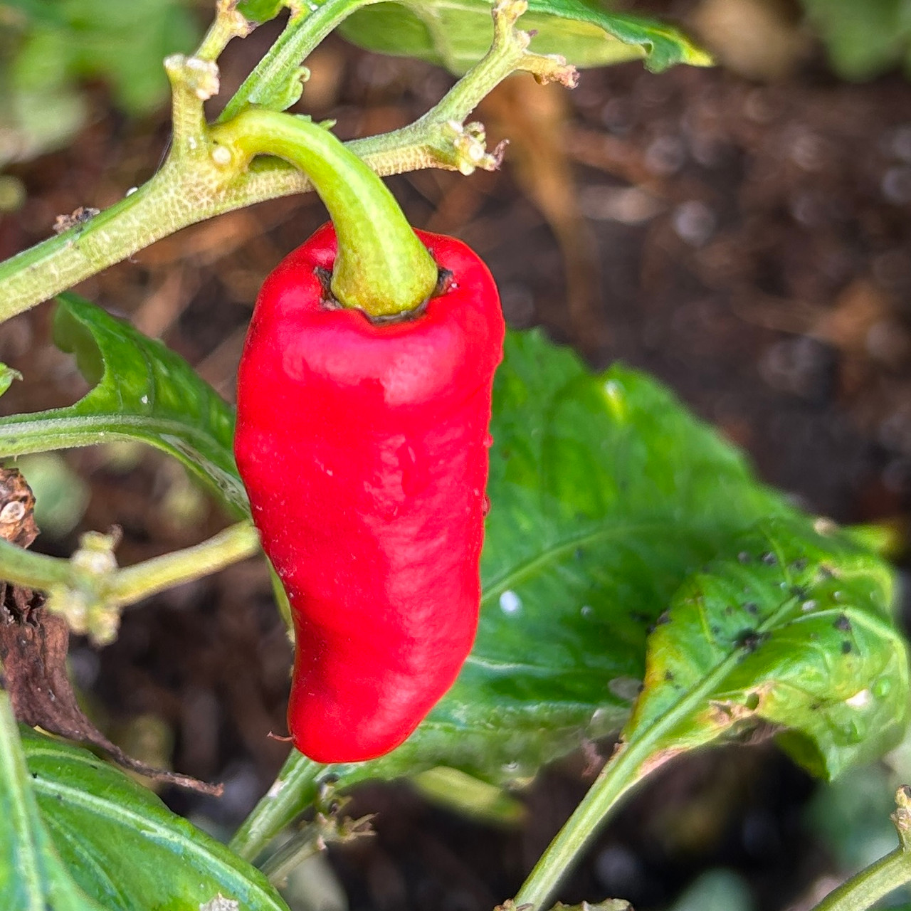 Red Datil Pepper Seeds | Tyler Farms