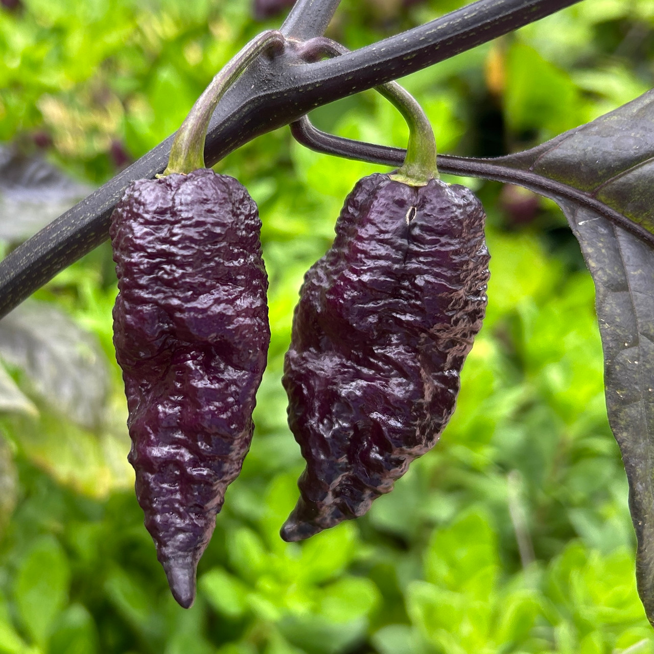 Purple Naga Viper Pepper Seeds | Tyler Farms
