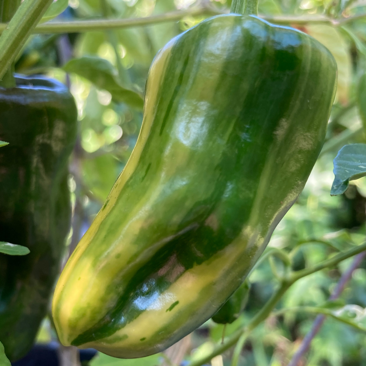 Bryan's Blood Pepper Live Plant | Tyler Farms