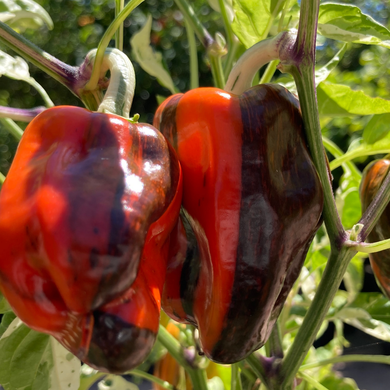 Bryan's Blood Pepper Live Plant | Tyler Farms