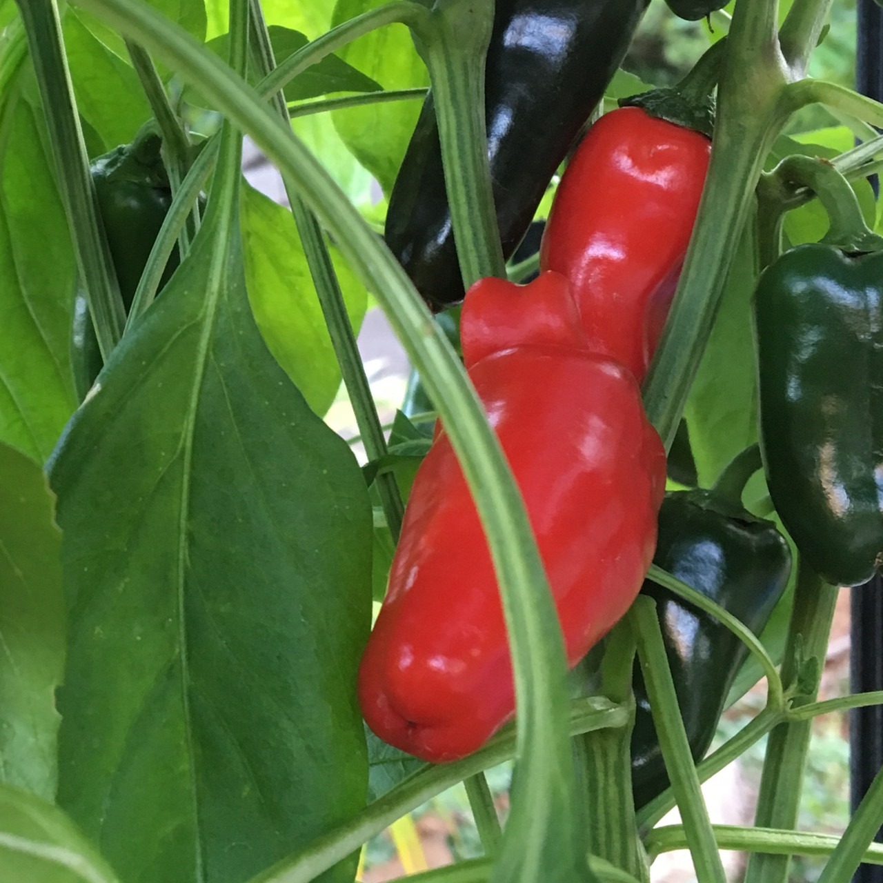 Mini Sweet Pepper Seeds | Tyler Farms