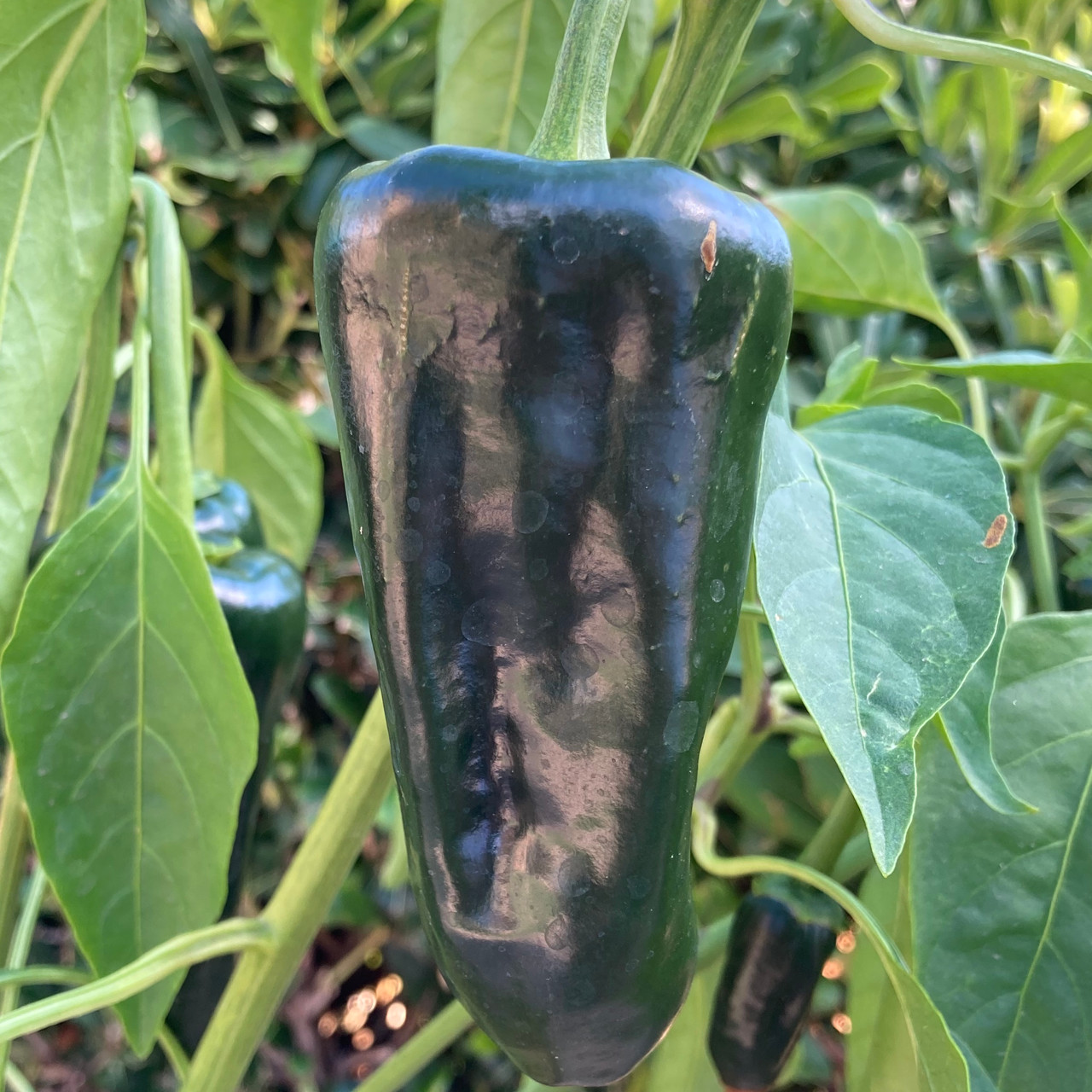 Poblano Pepper Seeds | Tyler Farms