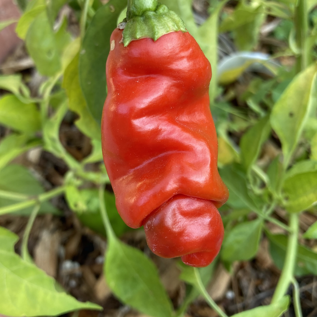 Peter Pepper Seeds | Tyler Farms