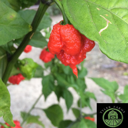 California Reaper Pepper Seeds | Tyler Farms