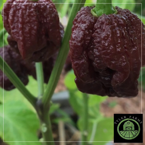 Chocolate 7 Pot Brain Strain Pepper Seeds | Tyler Farms