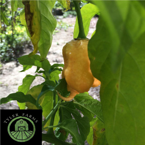 California Reaper Pepper Plant | Tyler Farms