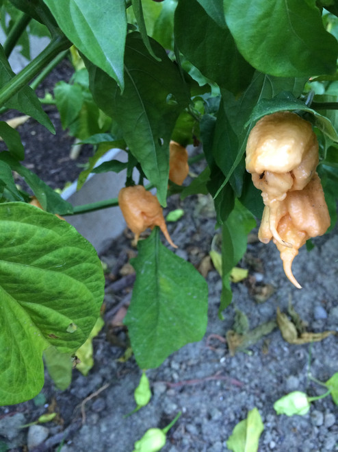 California Reaper Pepper Plant | Tyler Farms