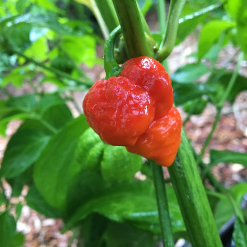 Red Apocalypse Scorpion Pepper Seeds | Tyler Farms