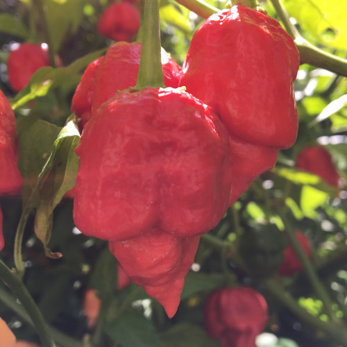 Red Apocalypse Scorpion Pepper Seeds | Tyler Farms