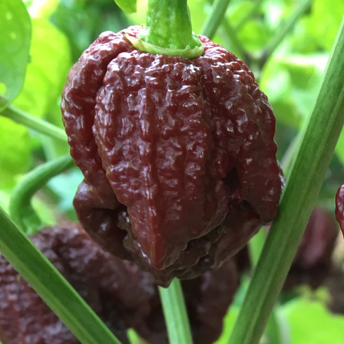 Chocolate 7 Pot Brain Strain Pepper Live Plant | Tyler Farms