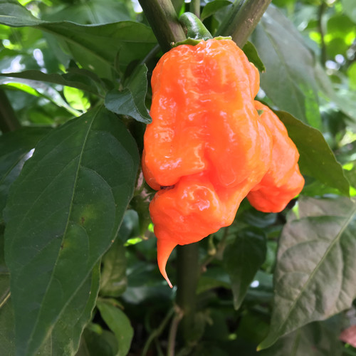 Orange Carolina Reaper Pepper Seeds | Tyler Farms
