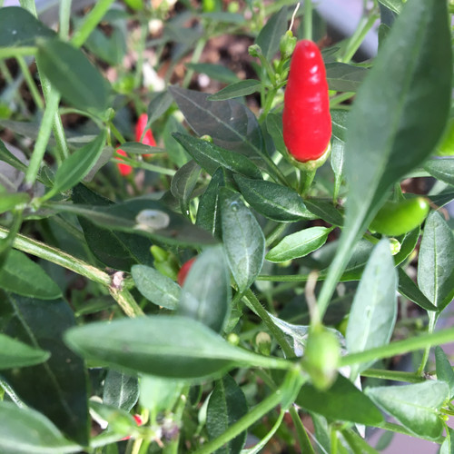 Zimbabwe Bird Pepper Seeds | Tyler Farms