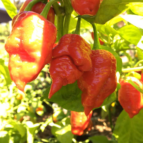 Red Apocalypse Scorpion Pepper Live Plant | Tyler Farms